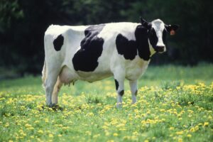 Características de los animales terrestres kosher.
